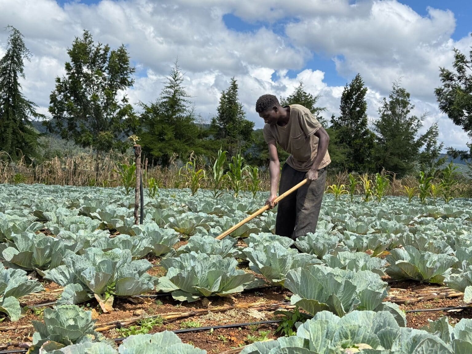 Shell Foundation at 25